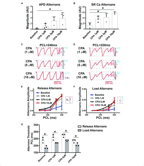 At Pacing Cycle Length Pcl 220 Ms Cyclopiazonic Acid Cpa
