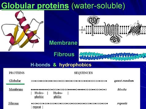 Structures Of Water Soluble Globular Proteins презентация онлайн