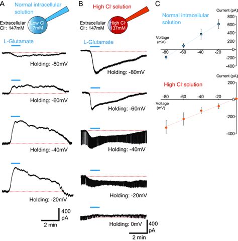 L Glutamate Induced Currents In Pi Neurons Are Mediated By Chloride Download Scientific Diagram
