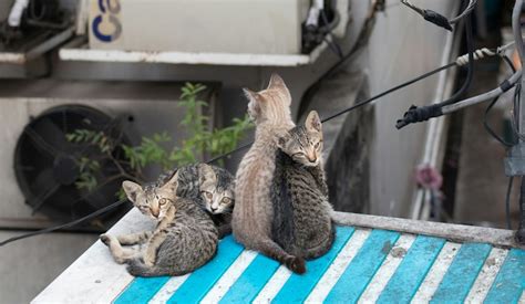 Acts Of Compassion Illuminate Gilbert Woman Aids Senior With Same