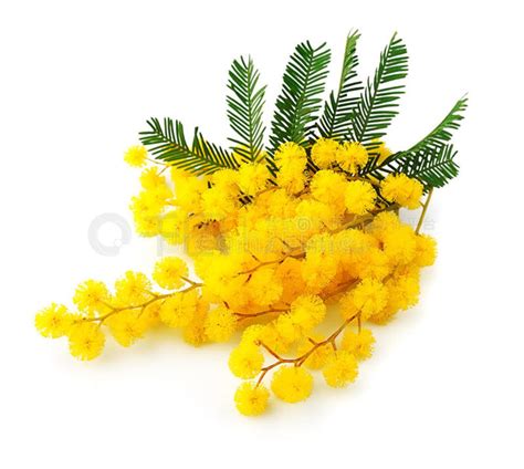 含羞草高清图片 含羞草小枝 含羞草小枝图片免费下载 5084577227 千图网pro