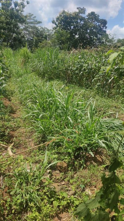 Grass In Indonesia For Livestock Feed Stock Image Image Of Grass