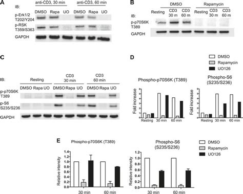 Figures And Data In Pak2 Is Required For Actin Cytoskeleton Remodeling