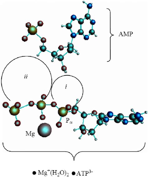 The Energetically Favorable Arrangement Of The Mg H 2 O 2 Atp