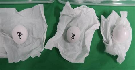 海關機場檢獲疑為受管制瀕危物種鸚鵡蛋 交漁護署跟進