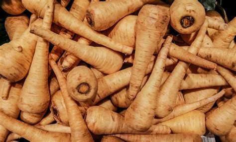 Growing Parsnips From Seeds Step By Step Guide Homestead Crowd