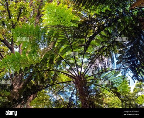 Farn Baum In Der Monte Palace Tropical Garden Funchal Madeira