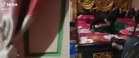Lupa Tutup Pintu Wanita Ini Syok Kamar Tidur Mendadak Jadi Kandang