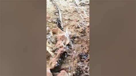 কি ভয়ংকর জীবাণু।😝 Youtube