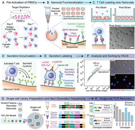 Defining T Cell Receptor Repertoires Using Nanovial Based Binding And
