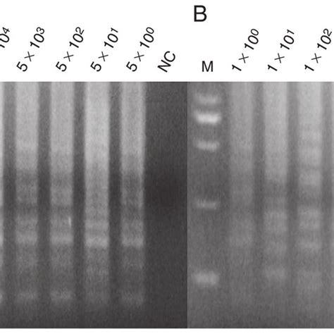 Sensitivity Of The Loop Mediated Isothermal Amplification Assay For Download Scientific Diagram