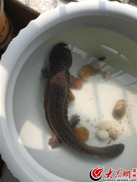 濱州：國家二級水生野生保護動物大鯢在南海被放生 每日頭條