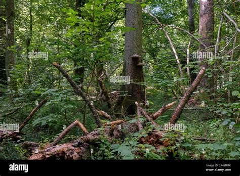 Summertime Deciduous Primeval Stand With Old Broken Spruce Trees