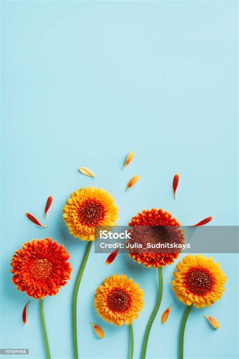 푸른 배경에 꽃잎과 아름다운 노란색과 오렌지 거베라 꽃의 창조적 인 자연 구성 가을 컨셉입니다 플랫 레이 스타일의 인사말 카드 0명에 대한 스톡 사진 및 기타 이미지