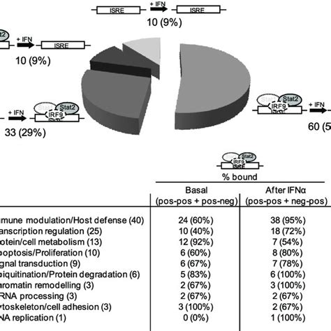 Isre Occupancy By Stat2 Before And After Ifn Treatment A