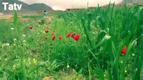 هاشیم خوشدل وطنم یادمه دوشهر همیشه تازه ایدم 🖤 💚 Youtube