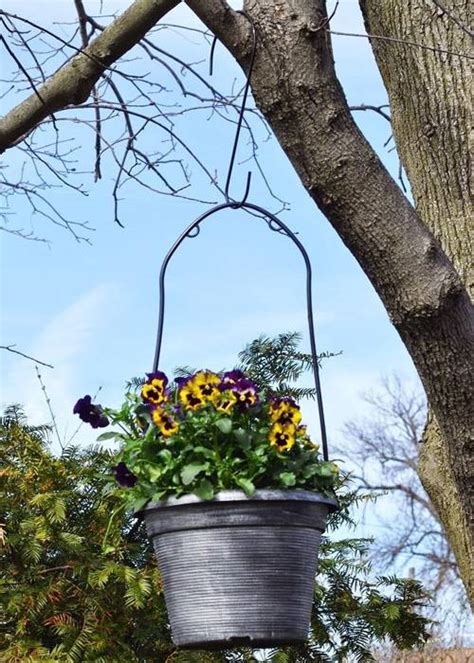 Plant Hanging Hooks Hanging On A Tree Or The Eye Hooks On Porches