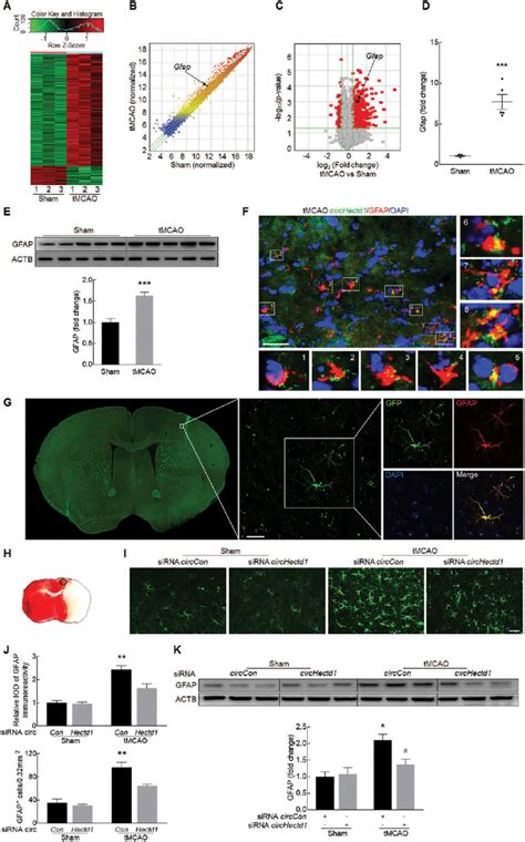 Knockdown Of Circhectd1 Expression Inhibited Astrocyte Activation In