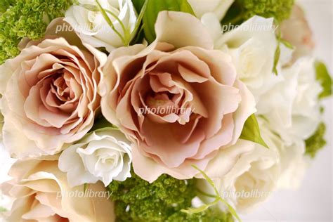ベージュの薔薇 写真素材 945656 無料素材 フォトライブラリー Photolibrary