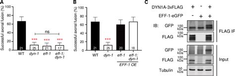 Figure 3 From The Dynamin Gtpase Mediates Regenerative Axonal Fusion In