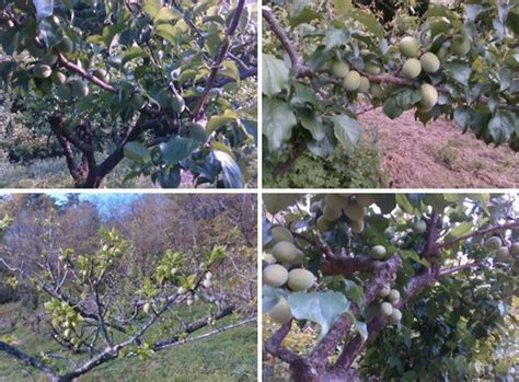 Prunus Mume Images Acquired By The Rgbd Sensor Download Scientific