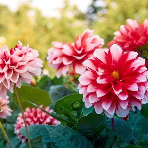 Stringers Garden Centre Added A Stringers Garden Centre