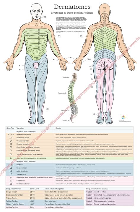 Dermatomes Myotomes And Dtr Poster Chiropractic Medical Nervous System