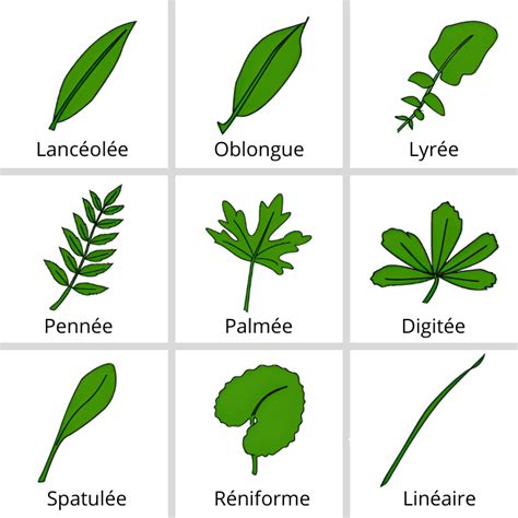 Un Aperçu De Botanique 3 Les Feuilles Tela Botanica