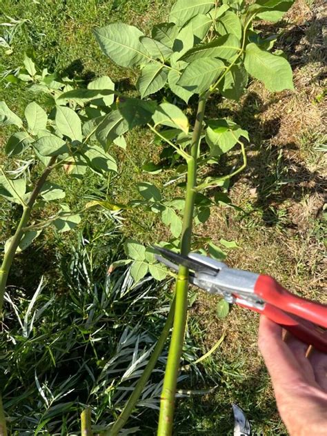 Cultivating Beauty Propagating Old Roses From Hardwood Cuttings