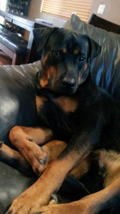 Rottweiler Yellow Lab Mix Followisobel