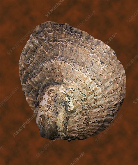 Bivalve Shell Stock Image Z5000043 Science Photo Library