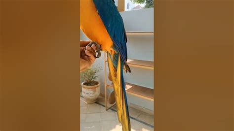 Macrow Parrot😍😍shorts Youtubeshorts Macro Youtube