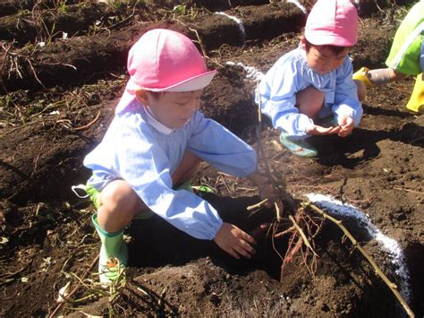 おいもたくさん掘れたね あいはら幼稚園町田市相原町にある幼稚園八王子や相模原からも登園可能