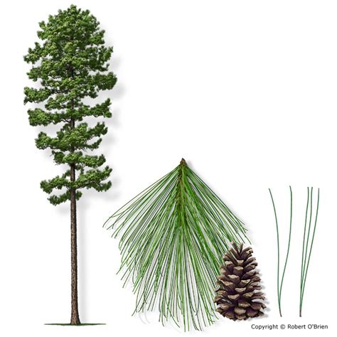 Longleaf Pine Tree Identification