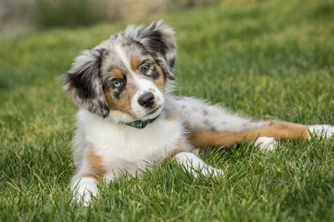 What Is A Merle Australian Shepherd
