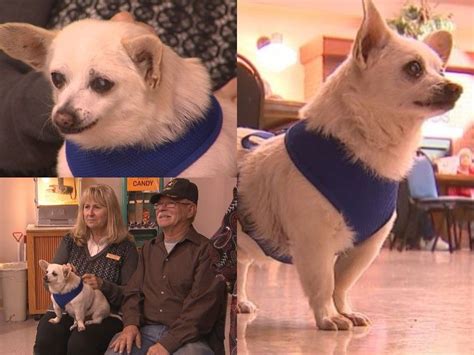 Дэлхийн хамгийн хөгшин нохой Спайк