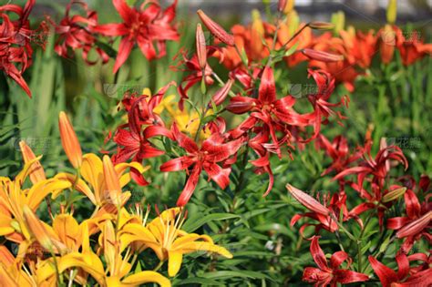 园林水平画幅无人园艺户外百合花植物2015年多年生植物