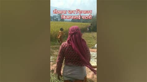 चण्डेश्वरीमा धान भित्र्याउन किसानलाई चटारो । Youtube