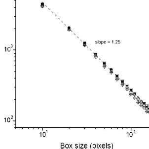Box Count Versus Box Size Log Log Plot For Colony Fronts At Different Download Scientific