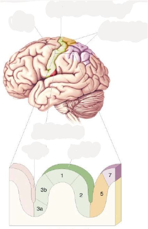 Cortical Processing Of Somatosensory Information In Biology Flashcards Quizlet