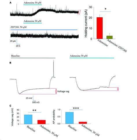 Adenosine Reduces The Activity Of Glutamatergic Neurons In The Pvh
