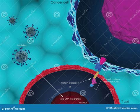 Car T Cell Therapy And Cancer Treatment Car T Cells Immunotherapy