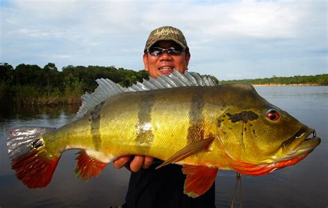 Angling World 魔魚釣界 Air Kuning Peacock Bass Challenge