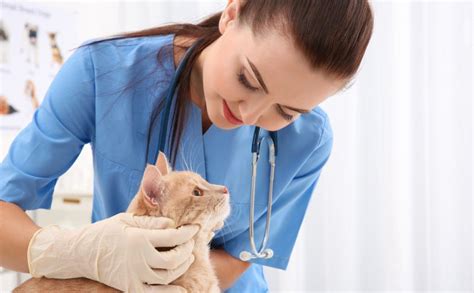 Enfermedades Mas Comunes En Los Gatos