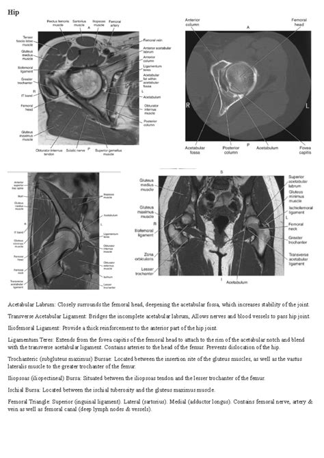 Test 2 Notes Hip Acetabular Labrum Closely Surrounds The Femoral