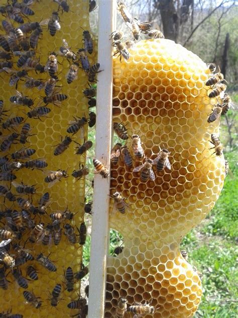 Ако пчелите не градят далаци семейството е осиротяло или се готви за роене Български Фермер