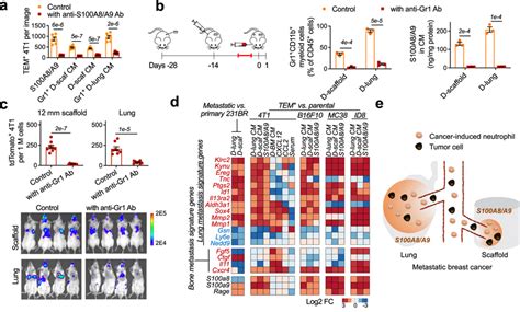 Subcutaneous Scaffold Implants And Lungs In Balbc Mice With 4t1