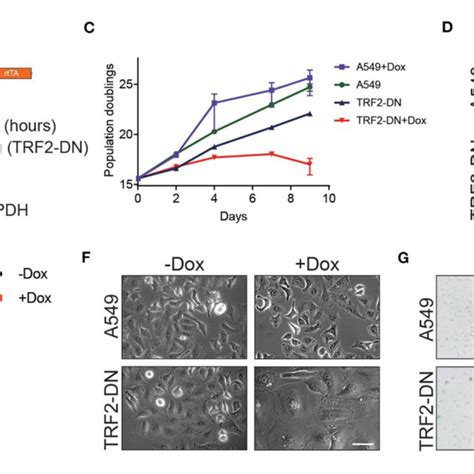 Induction Of Telomere Dysfunction Causes Senescence Of A Human Lung Download Scientific