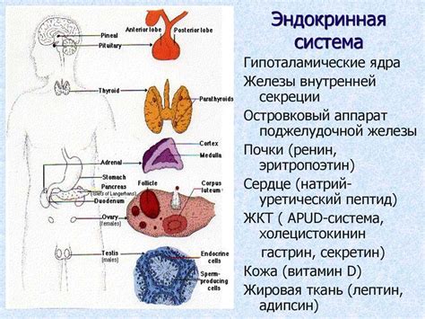 Введение в эндокринологию презентация онлайн