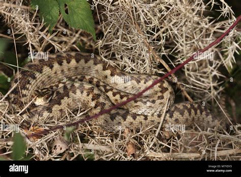 Common European Adder Or Viper Stock Photo Alamy